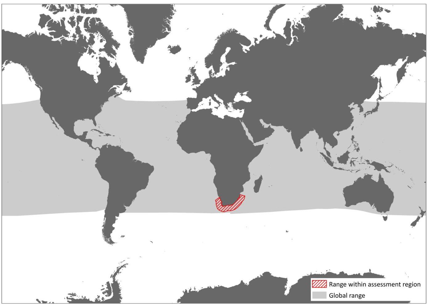 (PDF) Kogia spp. – Pygmy and Dwarf Sperm Whales