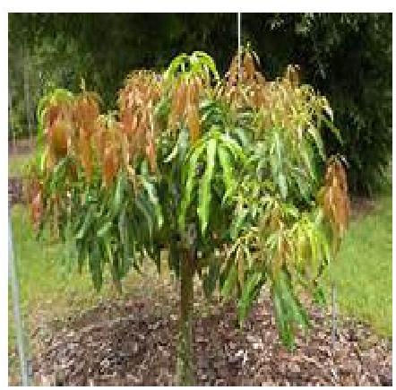 (PDF) Mango: History origin and distribution