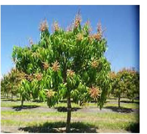 (PDF) Mango: History origin and distribution