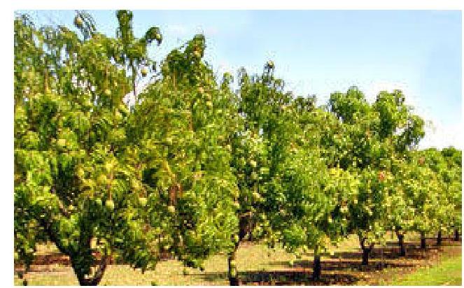 (PDF) Mango: History origin and distribution