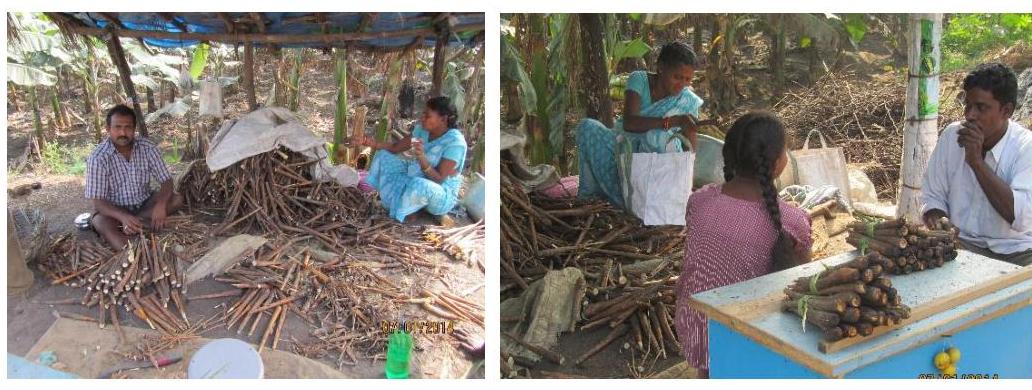 (PDF) Palmyrah (Borassus flabellifer L) Tuber in India: Present Status ...