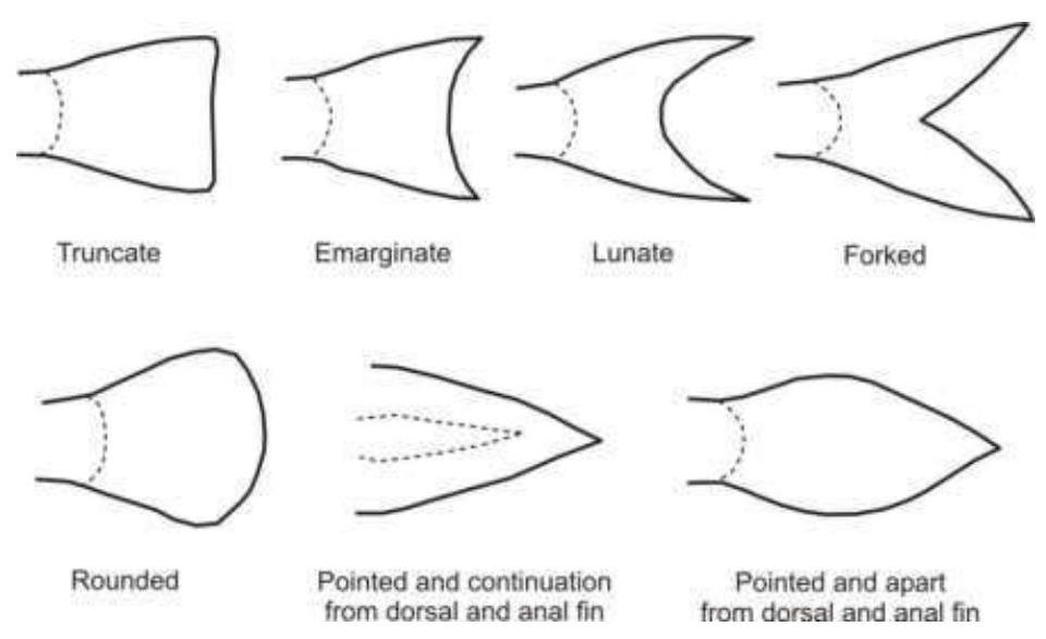 (PDF) A Review of Fish Taxonomy Conventions and Species Identification ...