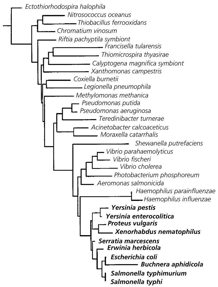 (PDF) The Enterobacteriaceae: general characteristics