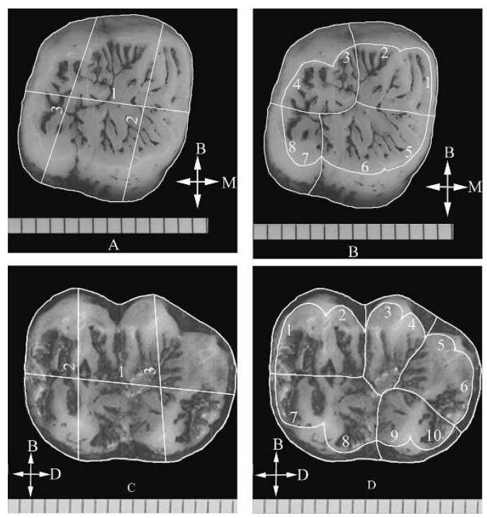 (PDF) Patterns of molar variation in great apes and their implications ...