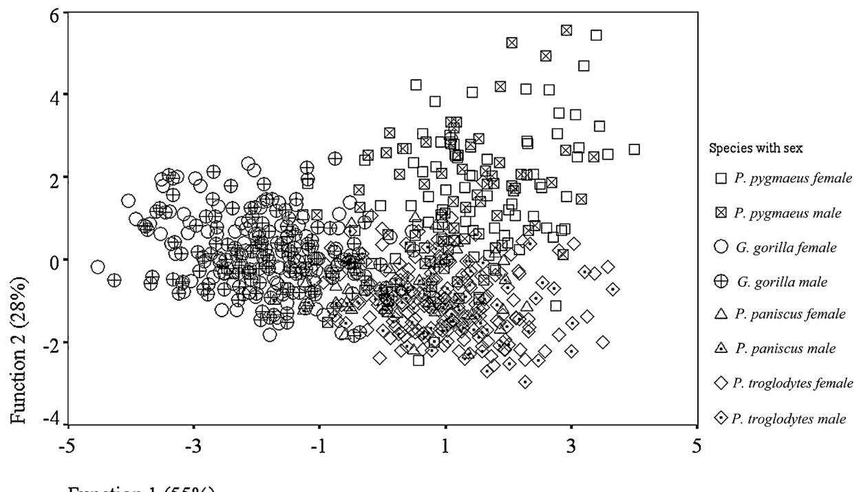 (PDF) Patterns of molar variation in great apes and their implications ...
